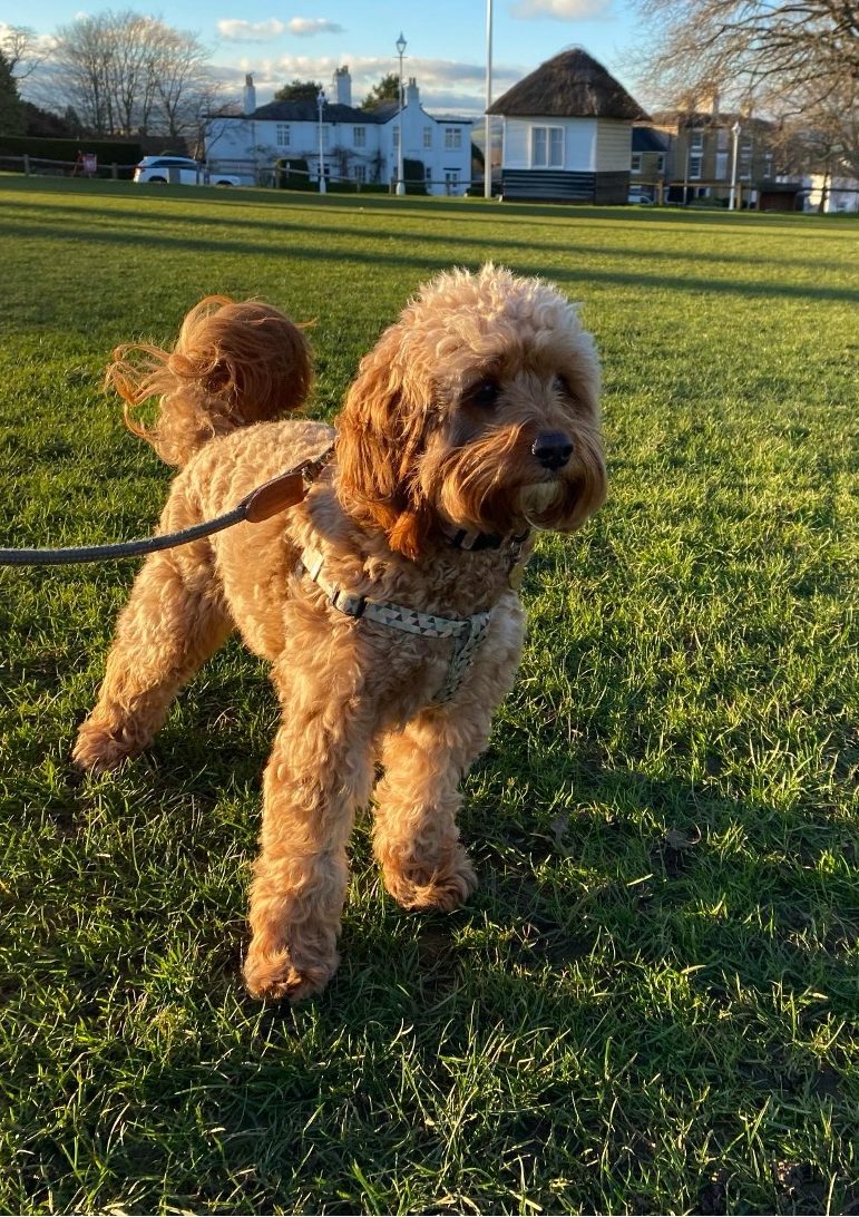 Paws for a Break - A Home Boarding Facility for your Dog